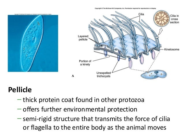 Lecture 2 support and protection 2nd sem 2008-2009