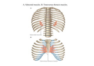 Subcostal Muscles