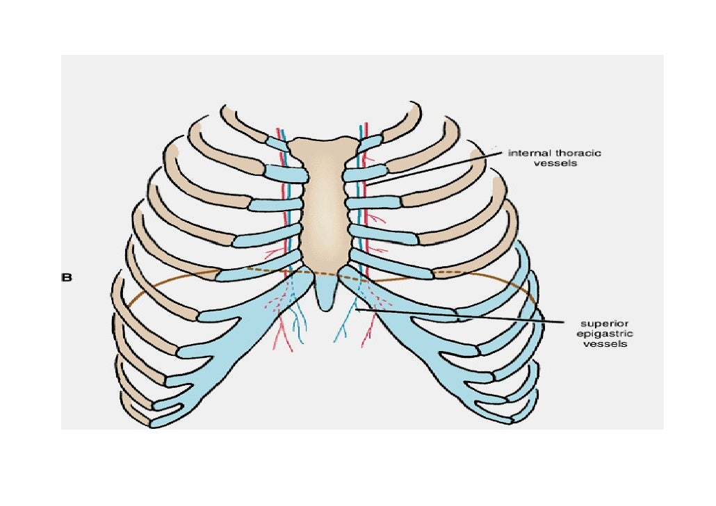 Anterior Thoracic Wall Anterior Thoracic Wall Internal View