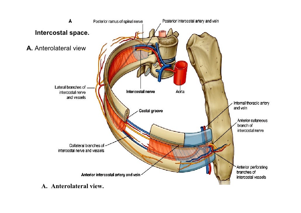 Lecture 2 thoracic wall & Diaphragm