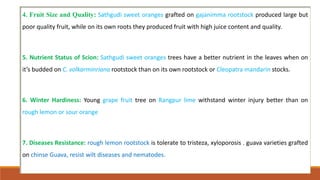 USE OF ROOT STOCK IN PLANT PROPAGATION | PPTX