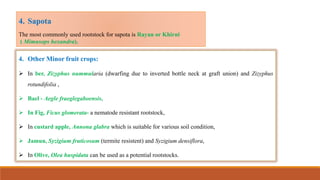 USE OF ROOT STOCK IN PLANT PROPAGATION | PPT