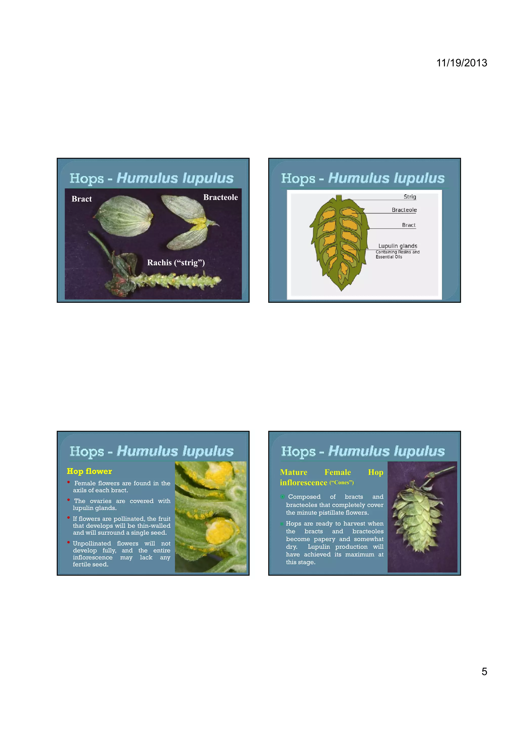 Lecture 2 Yeast and Beer Processing | PDF