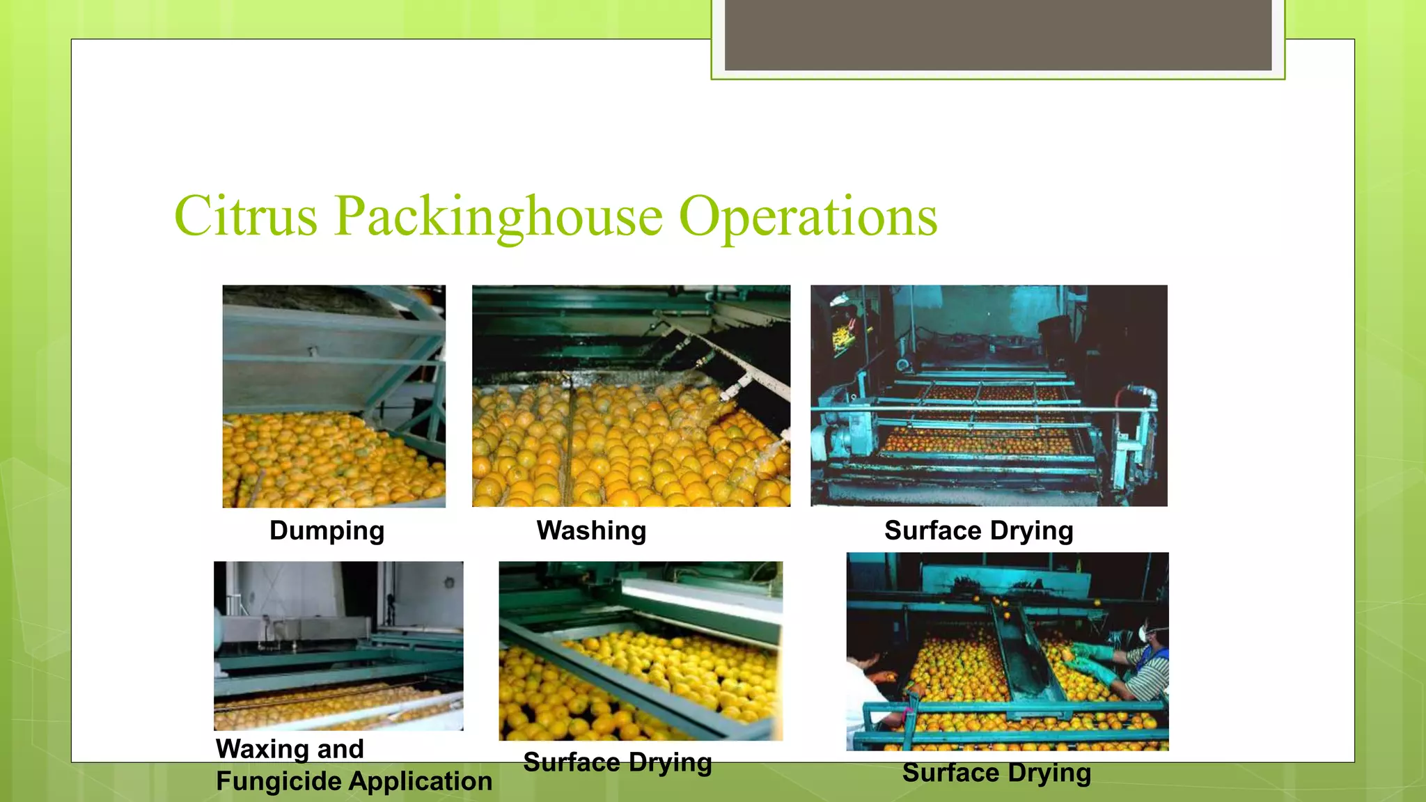 Production Technology of Citrus | PPTX