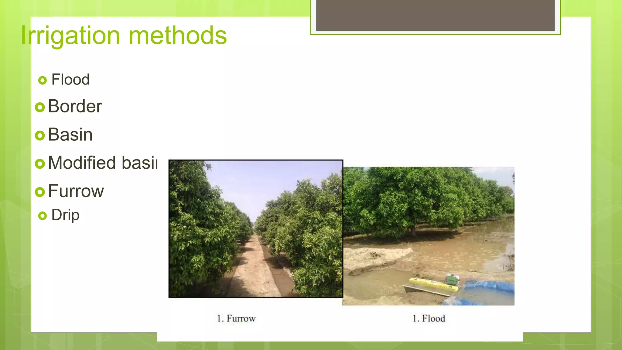 Production Technology of Citrus | PPTX