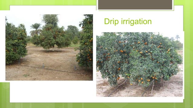 Production Technology of Citrus | PPT