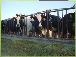 Extension Program Evaluation | PDF | Agriculture | Industries