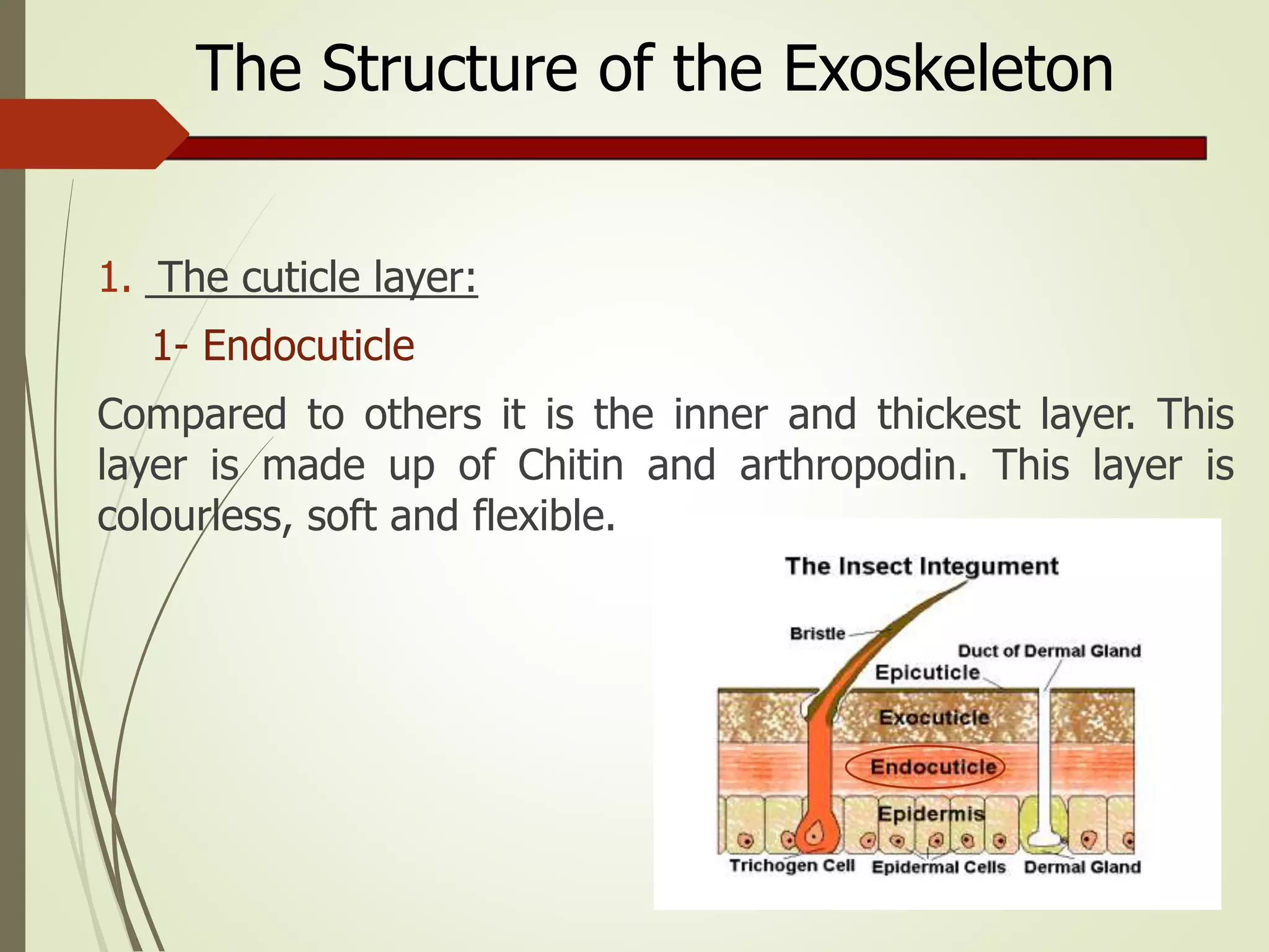 The Structure and Function of Insect. | PPTX