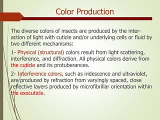 The Structure and Function of Insect. | PPTX