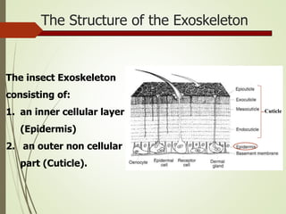 The Structure and Function of Insect. | PPTX