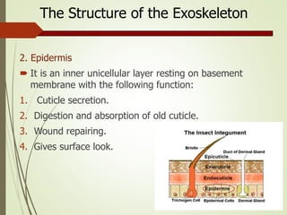 Insect Exoskeleton Layers