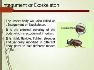 Exoskeleton Definition