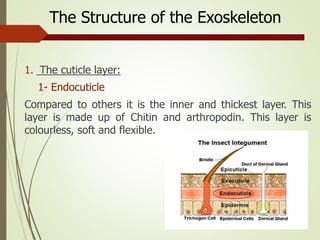 Insect Exoskeleton Composition