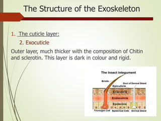 Insect Exoskeleton Layers