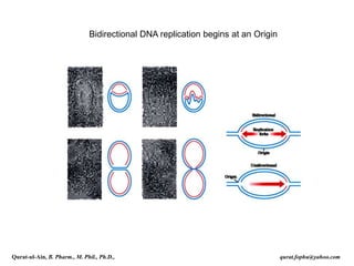 Lecture 3.part 2 DNA Replication | PPTX