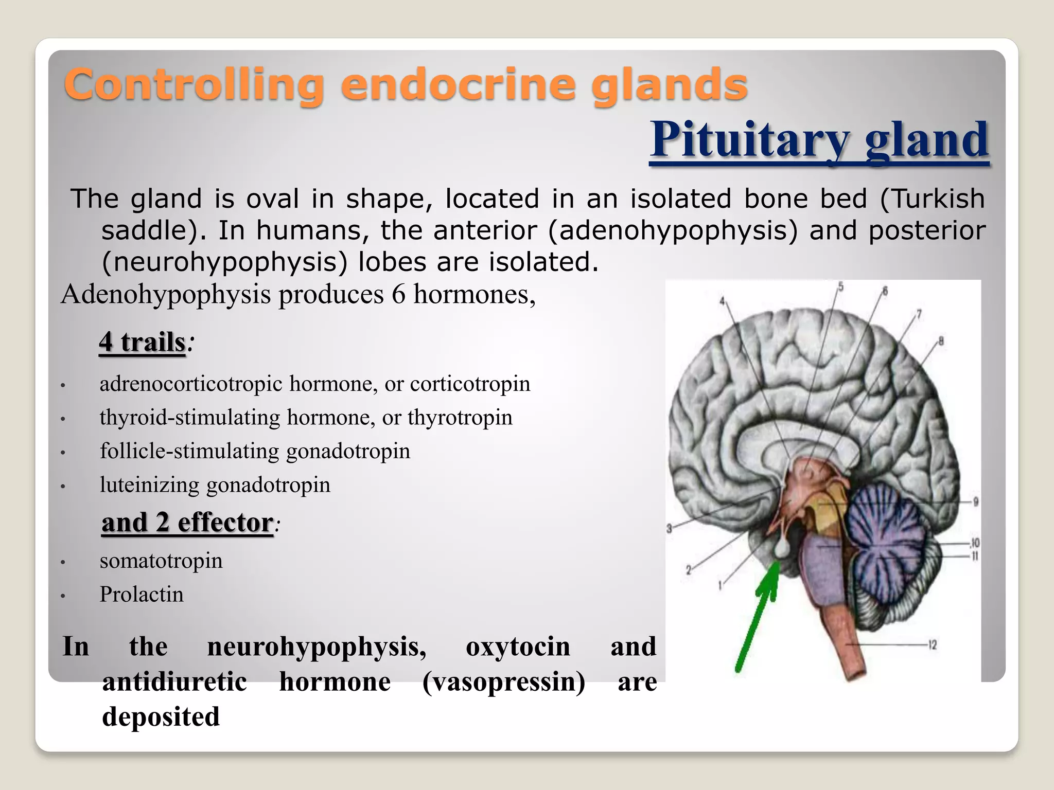 Lecture 3. Physiology of the endocrine system.pdf