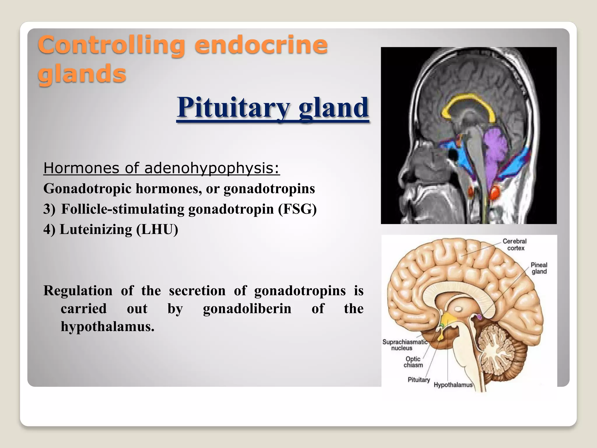 Lecture 3. Physiology of the endocrine system.pdf