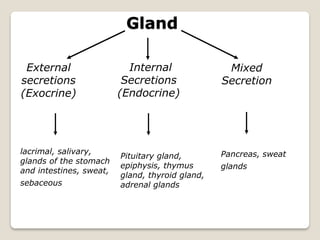 Lecture 3. Physiology of the endocrine system.pdf