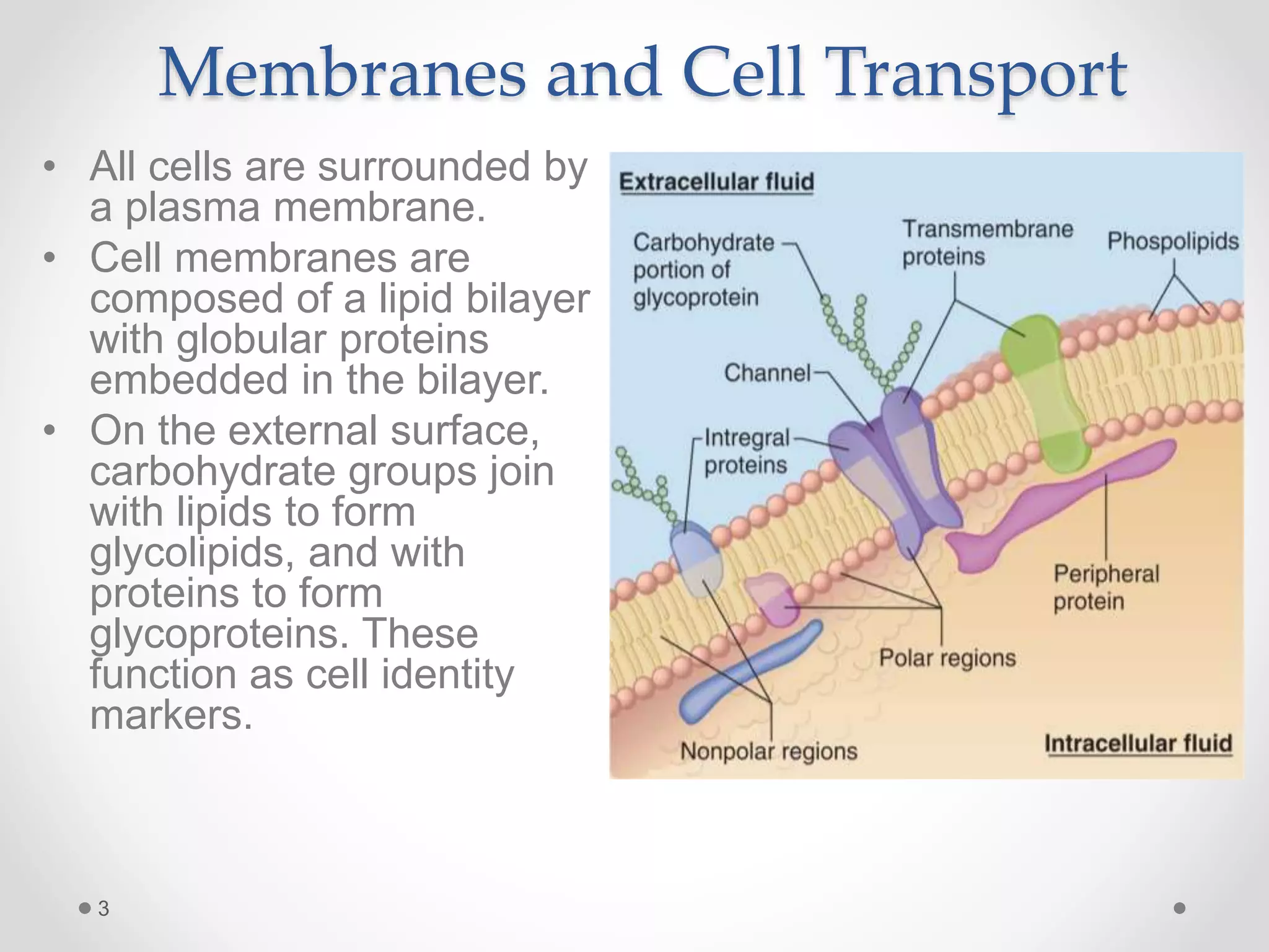 Lecture 3.pptx