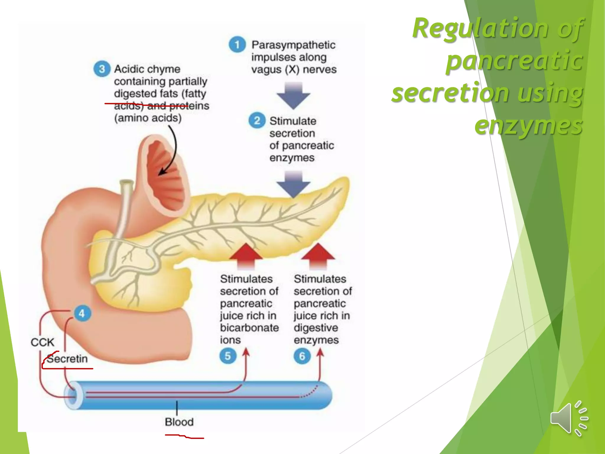 Lecture 3. Digestion in the intestines.pdf
