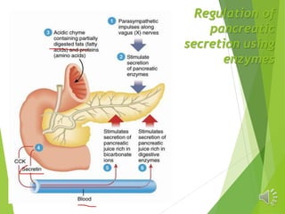 Lecture 3. Digestion in the intestines.pdf