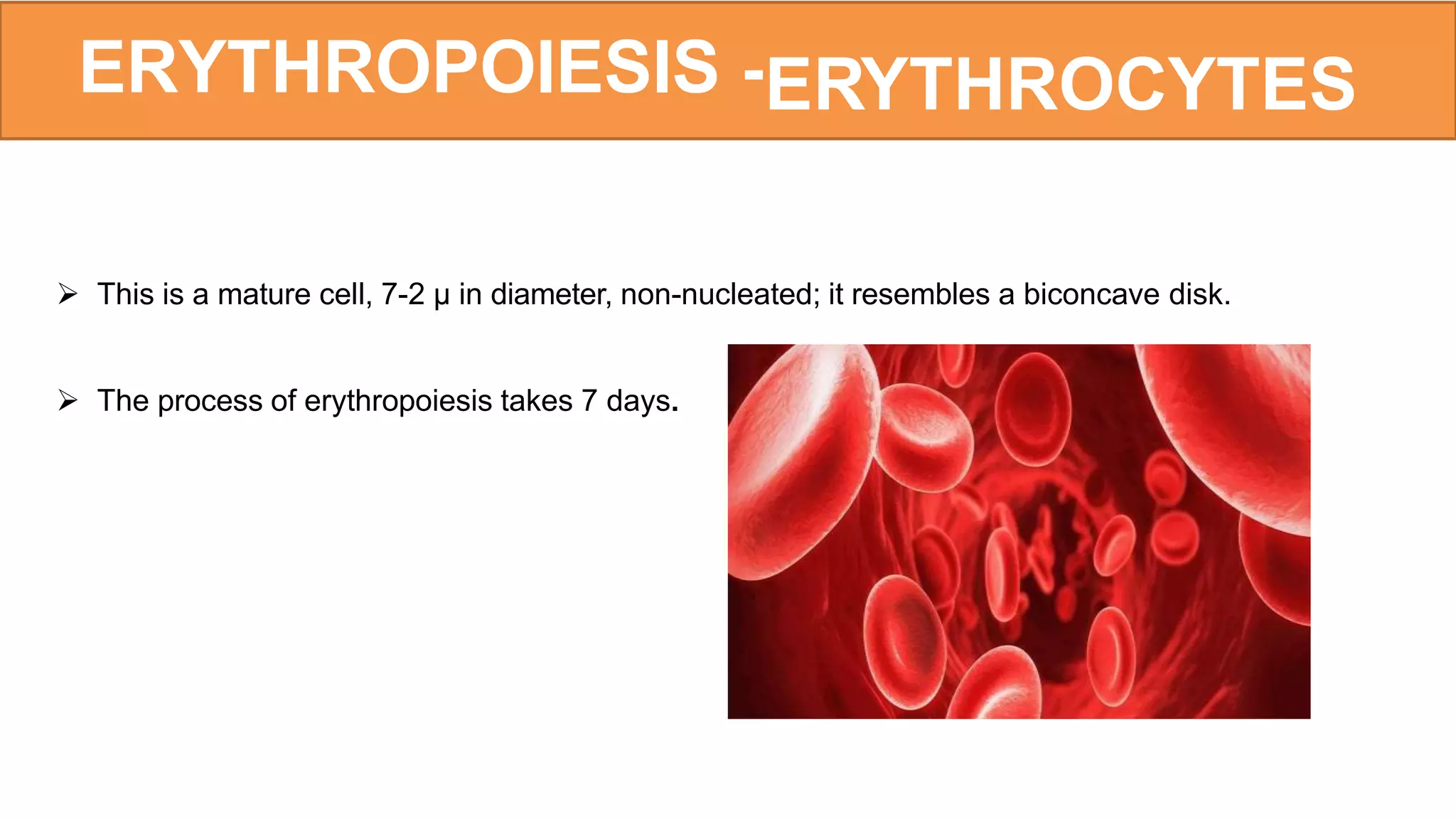 ERYTHROPOIESIS.pptx | PPTX