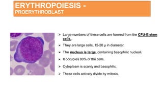 ERYTHROPOIESIS.pptx | PPTX