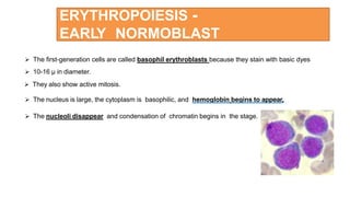 ERYTHROPOIESIS.pptx | PPTX