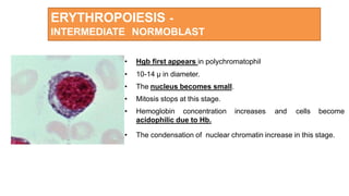 ERYTHROPOIESIS.pptx | PPTX