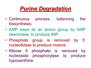 Lecture 3. Metabolism of purines & pyrimidines 20 Aug 21.ppt