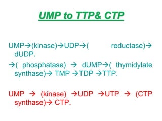 Lecture 3. Metabolism of purines & pyrimidines 20 Aug 21.ppt
