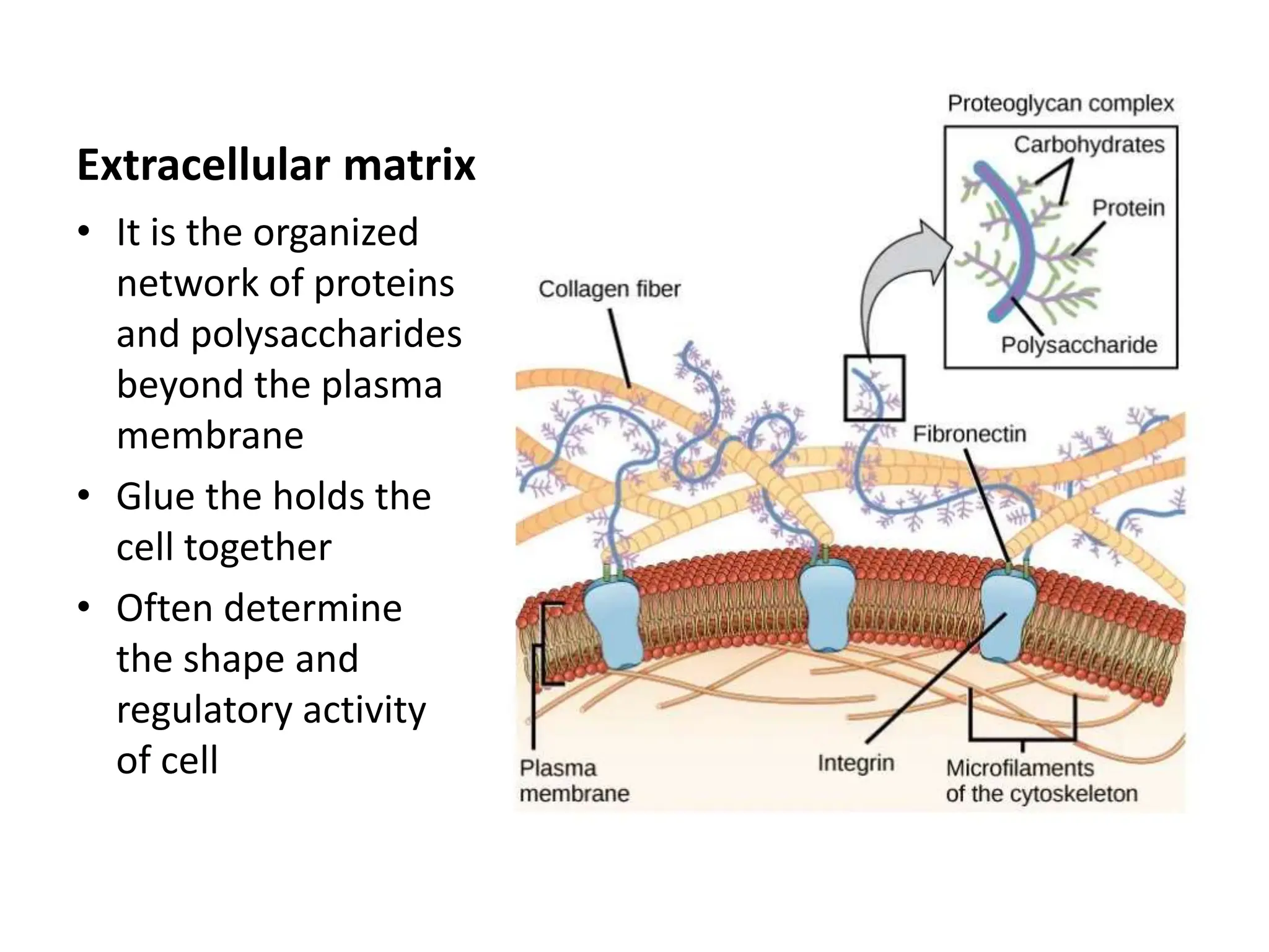 Cell lecture 3 | PPTX
