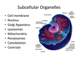 Cell lecture 3 | PPTX | Biological Sciences | Science