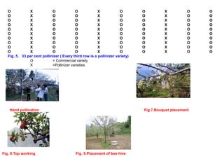 Morphology characters and flowering of Apple | PPSX