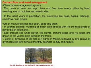 Morphology characters and flowering of Apple | PPSX