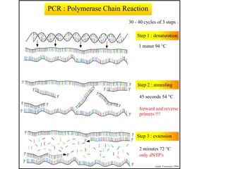 PCR polymerase chain reaction concepts .ppt