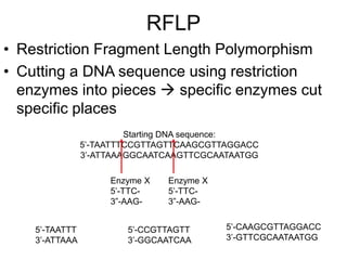 PCR polymerase chain reaction concepts .ppt