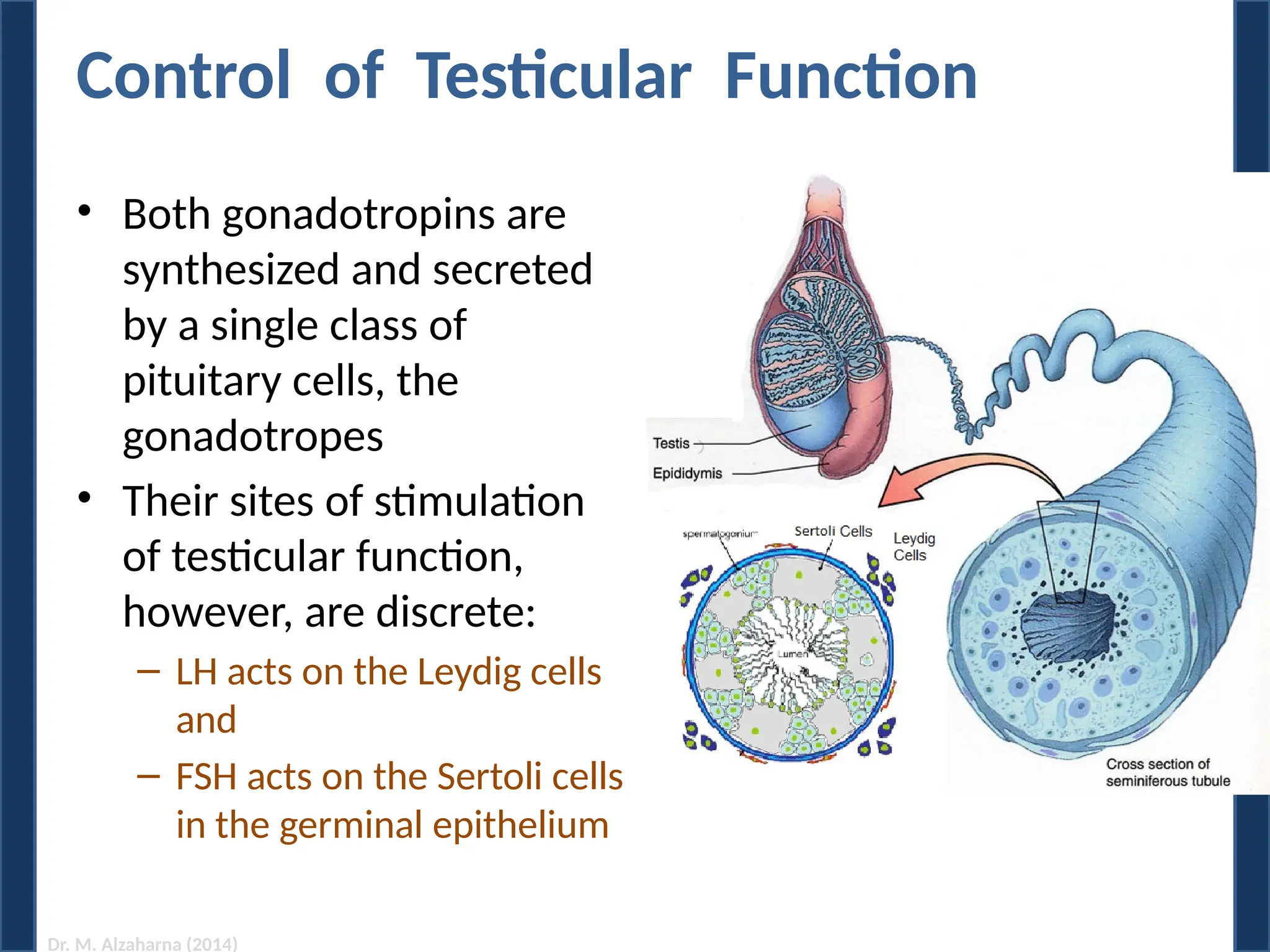 Testosterone mechanism of action in human | PPTX