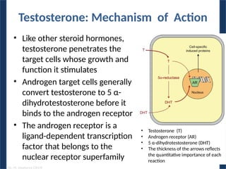 Testosterone mechanism of action in human | PPTX