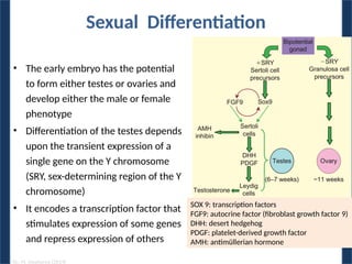 Testosterone mechanism of action in human | PPTX