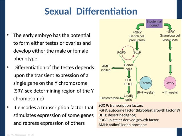 Testosterone mechanism of action in human | PPTX