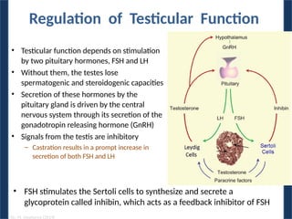 Testosterone mechanism of action in human | PPTX