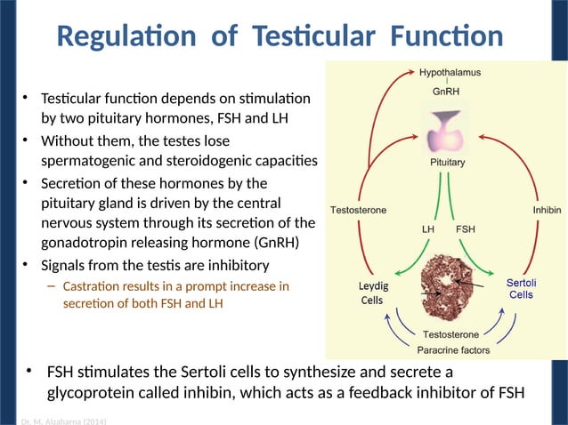 Testosterone mechanism of action in human | PPTX