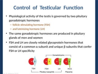 Testosterone mechanism of action in human | PPTX