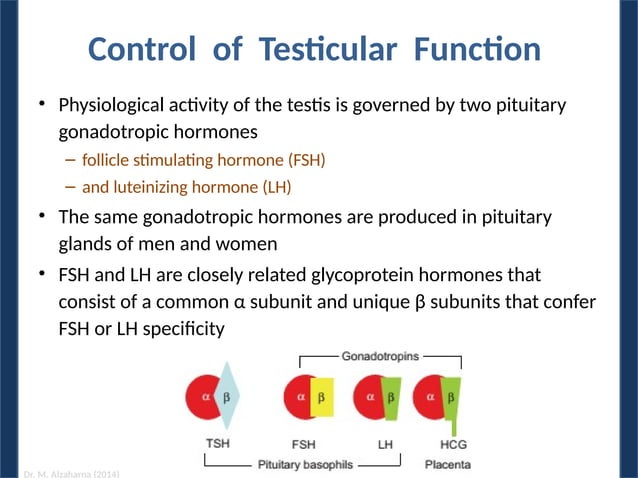 Testosterone mechanism of action in human | PPTX