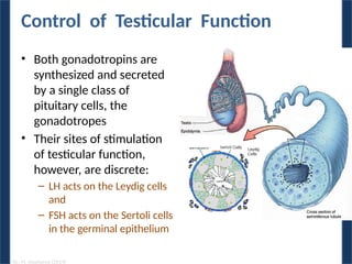 Testosterone mechanism of action in human | PPTX
