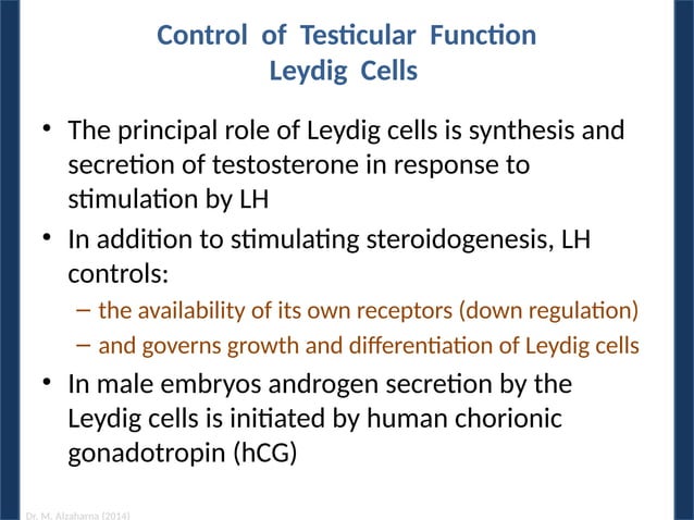 Testosterone mechanism of action in human | PPTX
