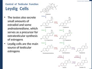 Testosterone mechanism of action in human | PPTX