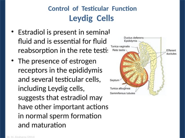 Testosterone mechanism of action in human | PPTX