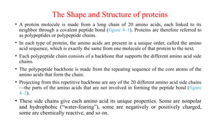 Protein its shape ,structure and functions | PPTX
